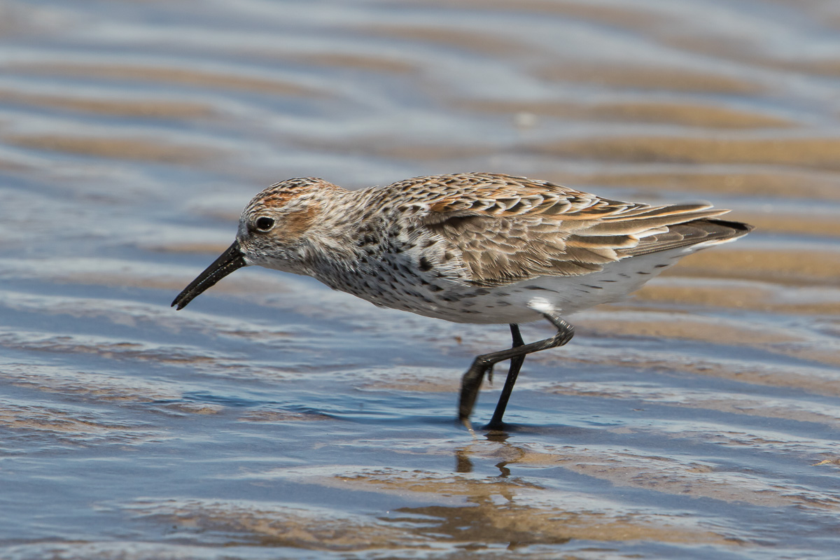 Western Sandpiper (Calidris mauri)
