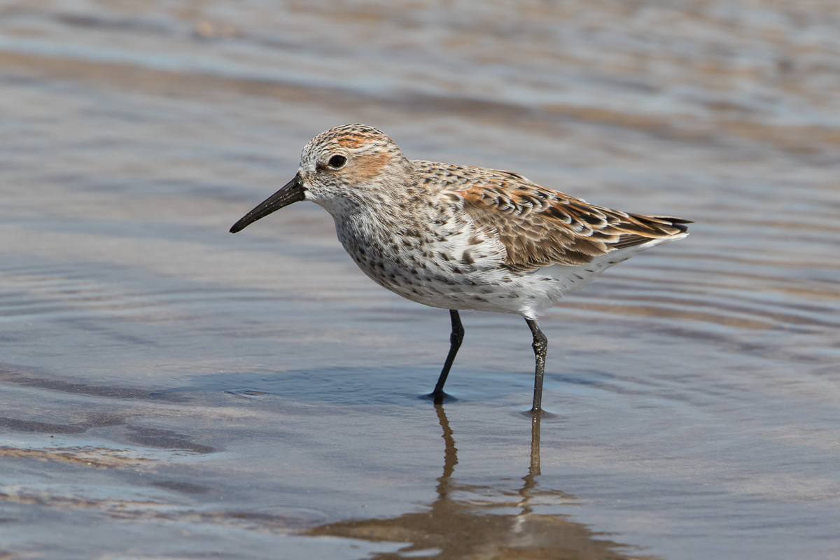 Western Sandpiper (Calidris mauri)