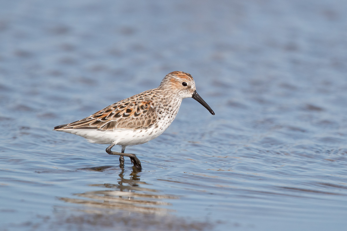 Western Sandpiper (Calidris mauri)