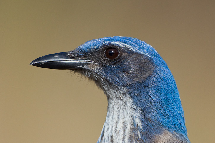Woodhouse's Scrub-Jay (Aphelocoma woodhouseii)