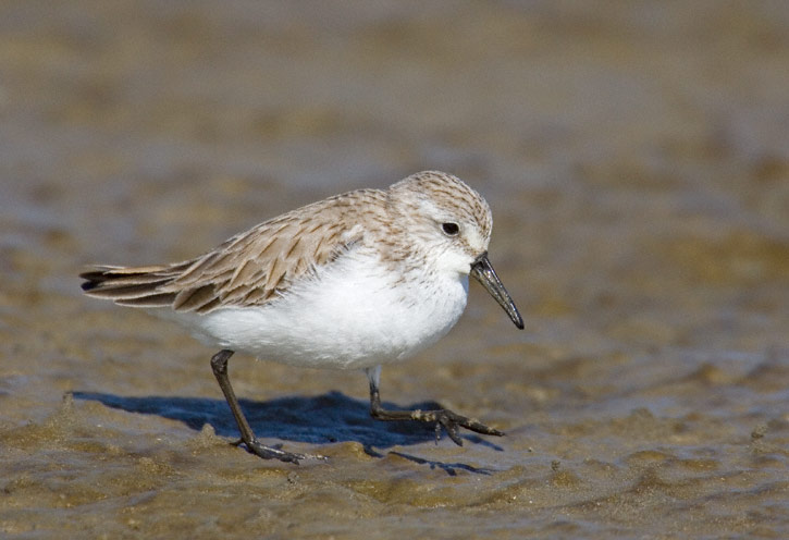 Western Sandpiper (Calidris mauri)