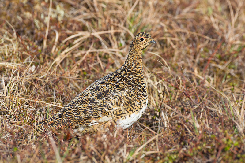 Willow Ptarmigan (Lagopus lagopus)