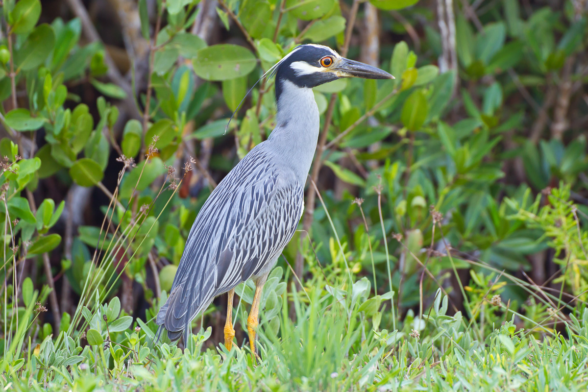 Yellow-crowned Night-Heron (Nyctanassa violacea)
