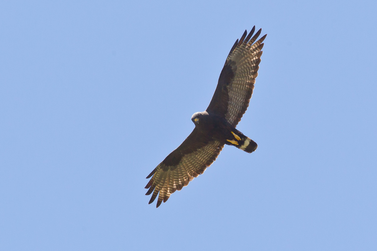 Zone-tailed Hawk (Buteo albonotatus)