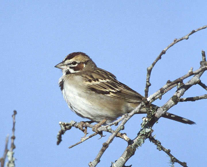 Lark Sparrow (Chondestes grammacus)