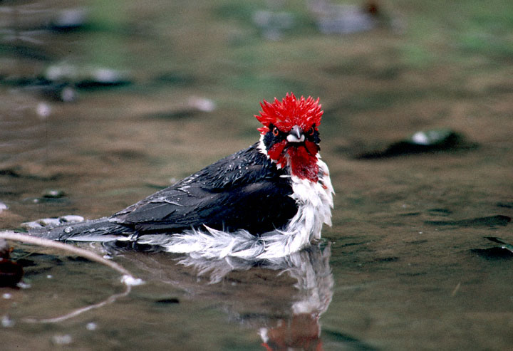Red-capped Cardinal (Paroaria gularis)