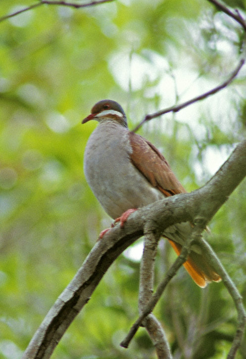 Key West Quail-Dove (Geotrygon chrysia)