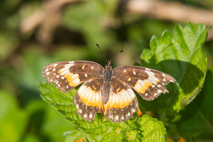 Bordered Patch (Chlosyne lacinia)