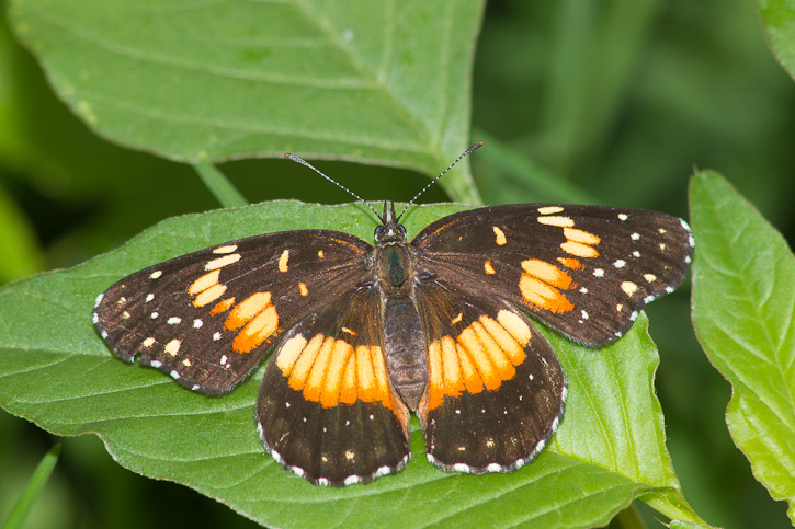 Bordered Patch (Chlosyne lacinia)