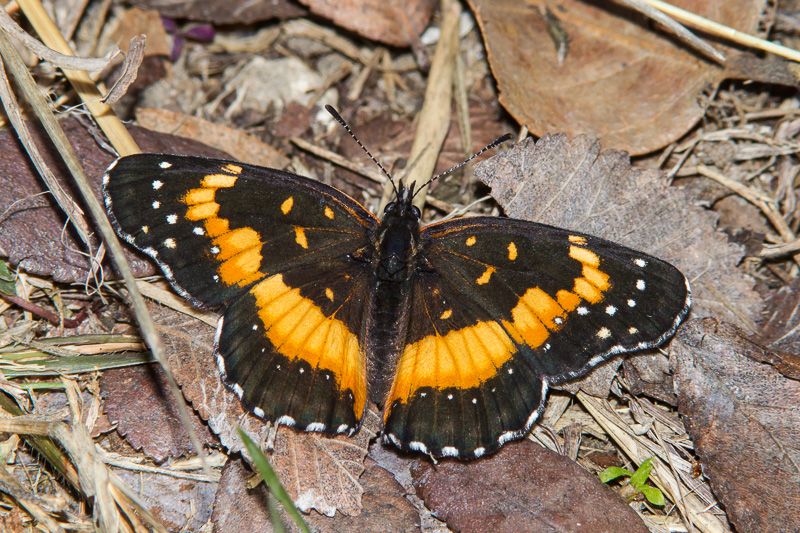 Bordered Patch (Chlosyne lacinia)