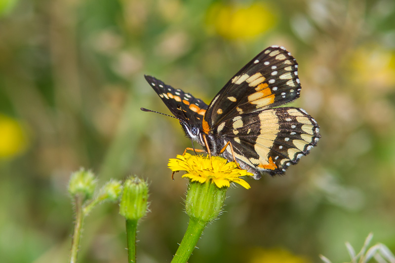 Bordered Patch (Chlosyne lacinia)