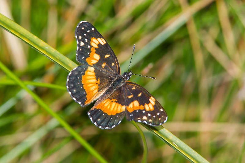 Bordered Patch (Chlosyne lacinia)