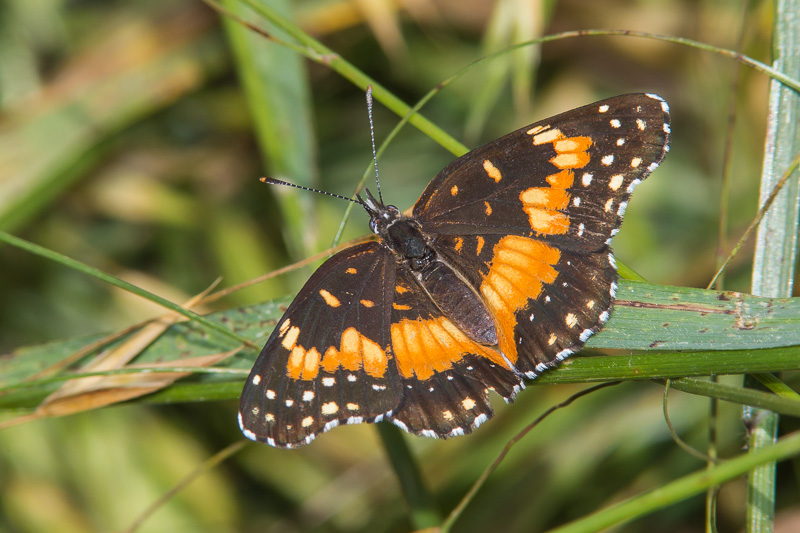Bordered Patch (Chlosyne lacinia)