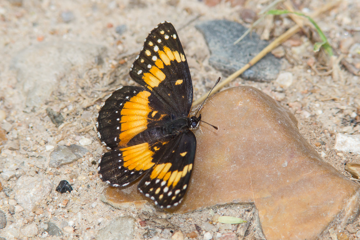 Bordered Patch (Chlosyne lacinia)