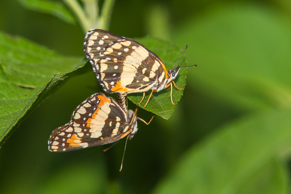 Bordered Patch (Chlosyne lacinia)