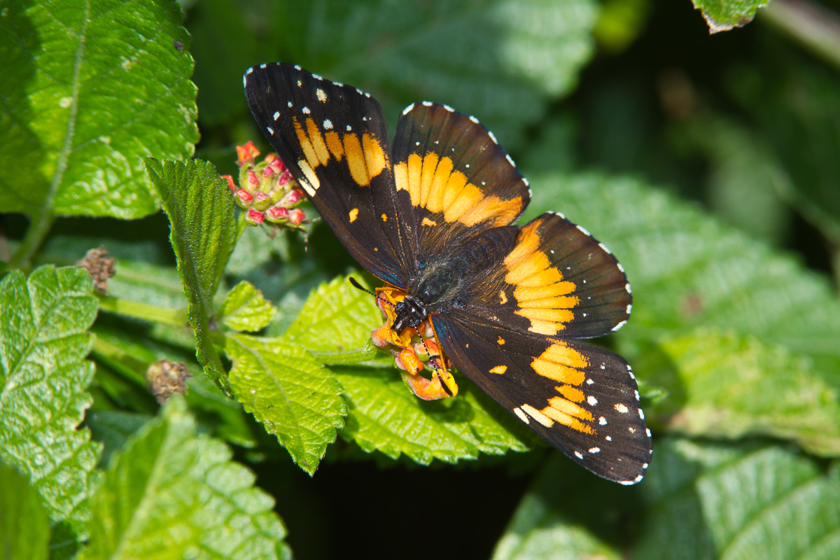 Bordered Patch (Chlosyne lacinia)