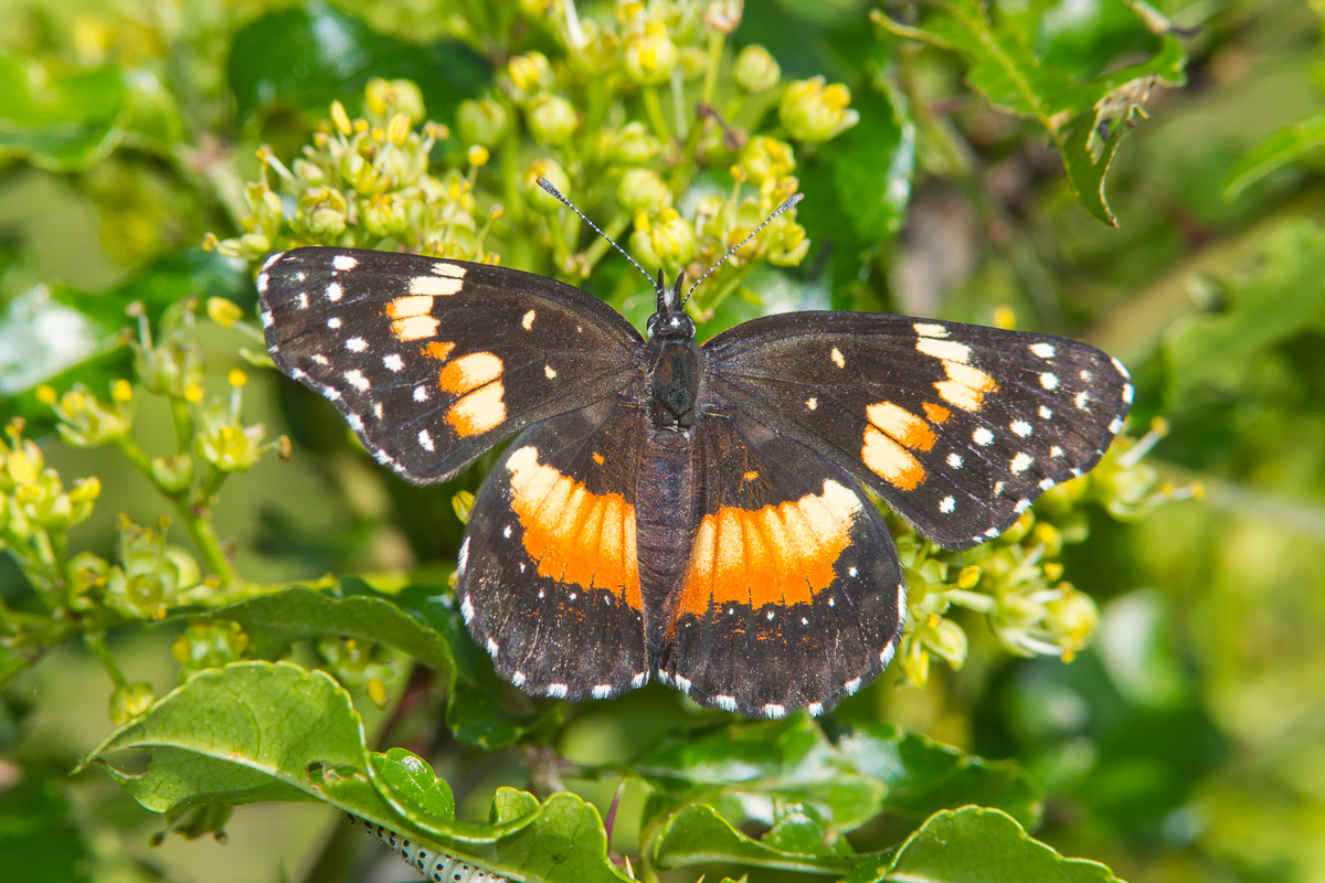 Bordered Patch (Chlosyne lacinia)