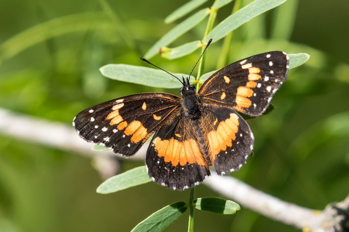 Bordered Patch (Chlosyne lacinia)
