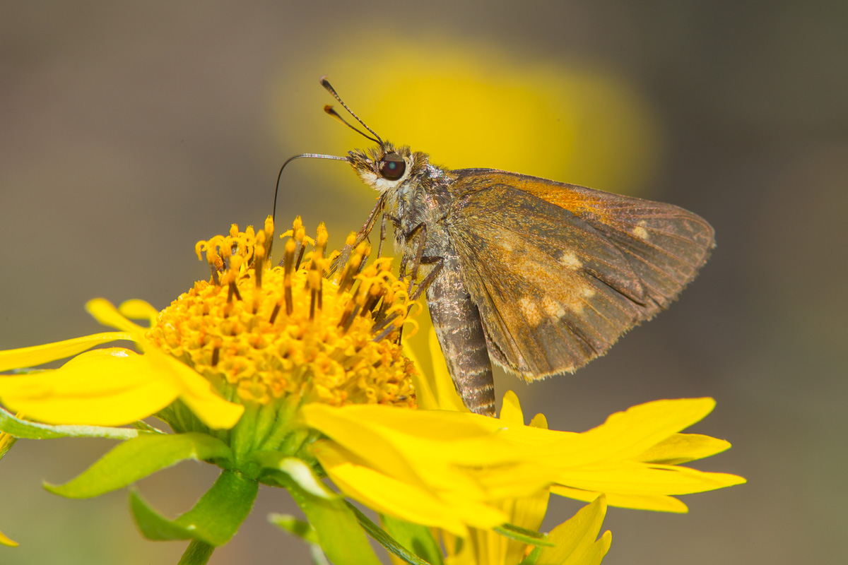 Broad-winged Skipper (Poanes viator)