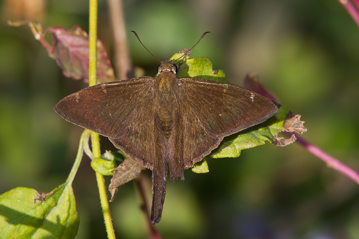 Brown Longtail (Urbanus procne)