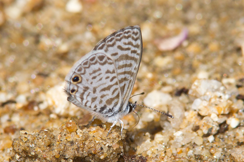 Cassius Blue (Leptotes cassius)