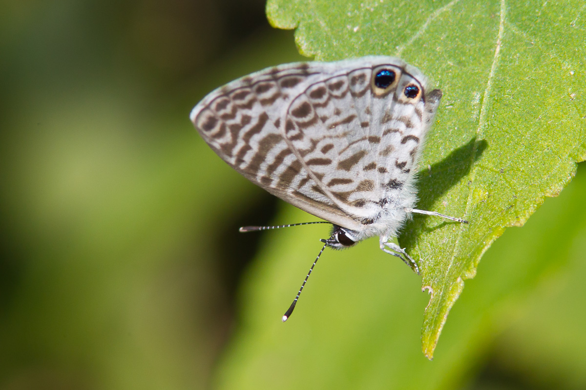 Cassius Blue (Leptotes cassius)