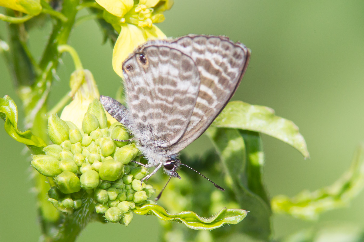 Cassius Blue (Leptotes cassius)