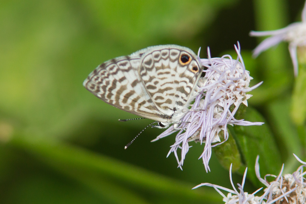 Cassius Blue (Leptotes cassius)