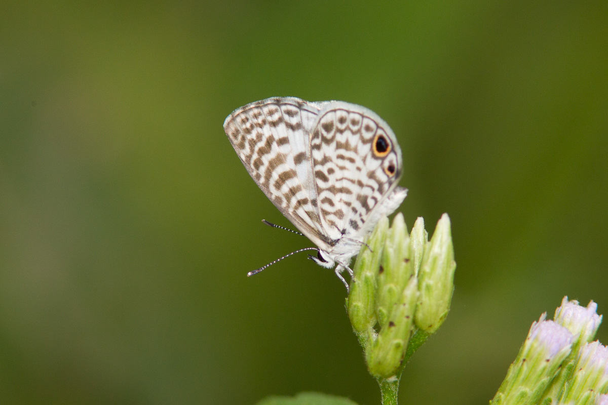 Cassius Blue (Leptotes cassius)