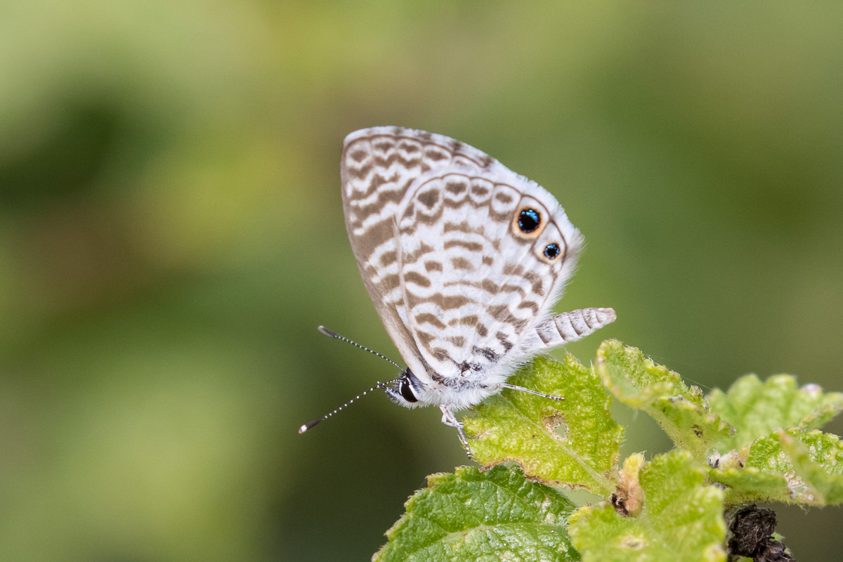 Cassius Blue (Leptotes cassius)