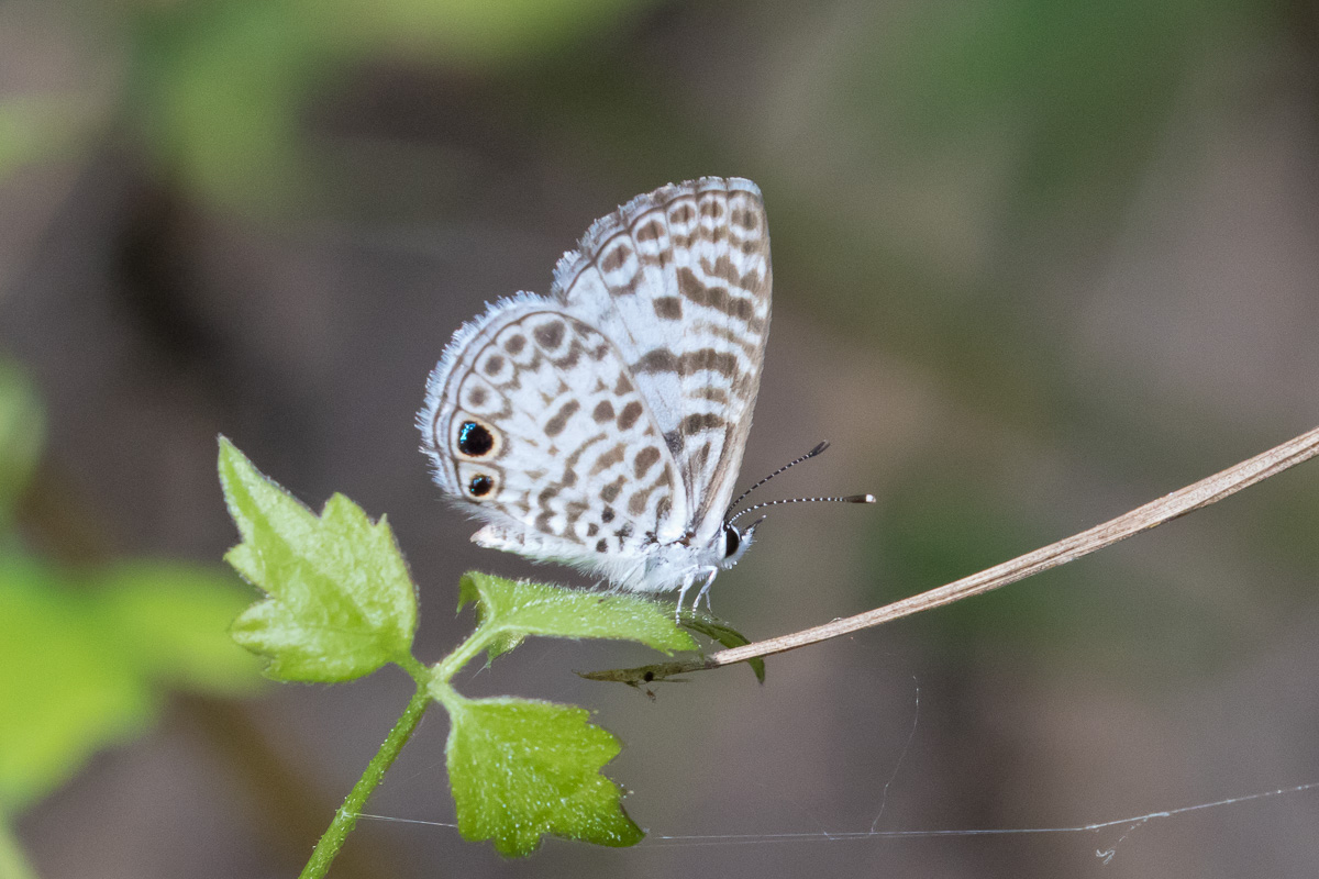 Cassius Blue (Leptotes cassius)