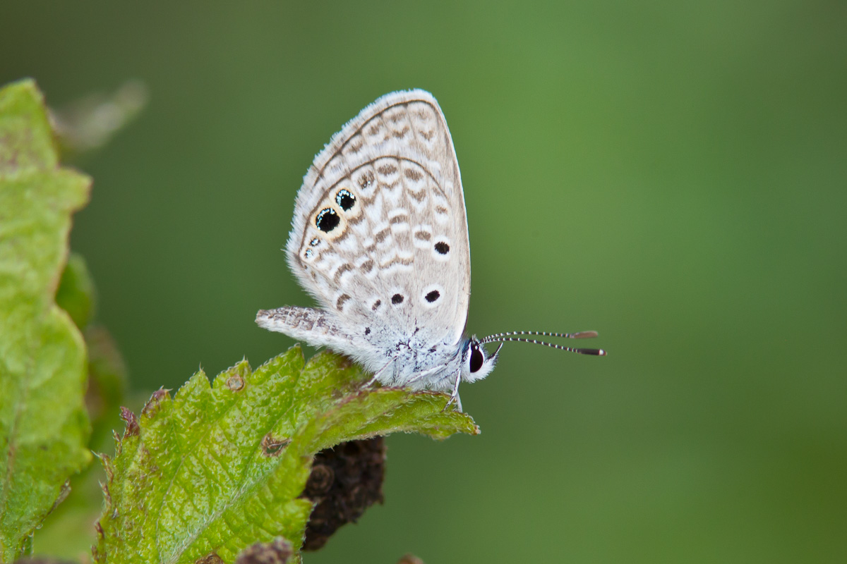 Ceraunus Blue (Hemiargus ceraunus)