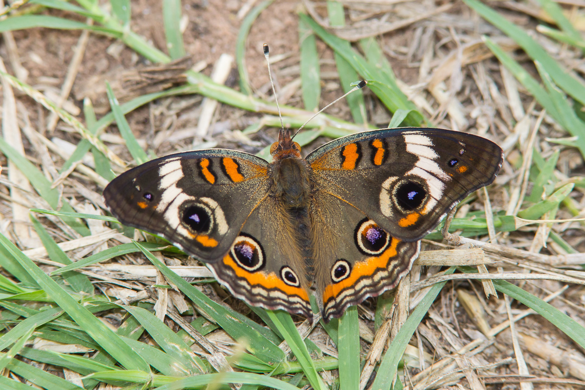 Common Buckeye (Junonia coenia)