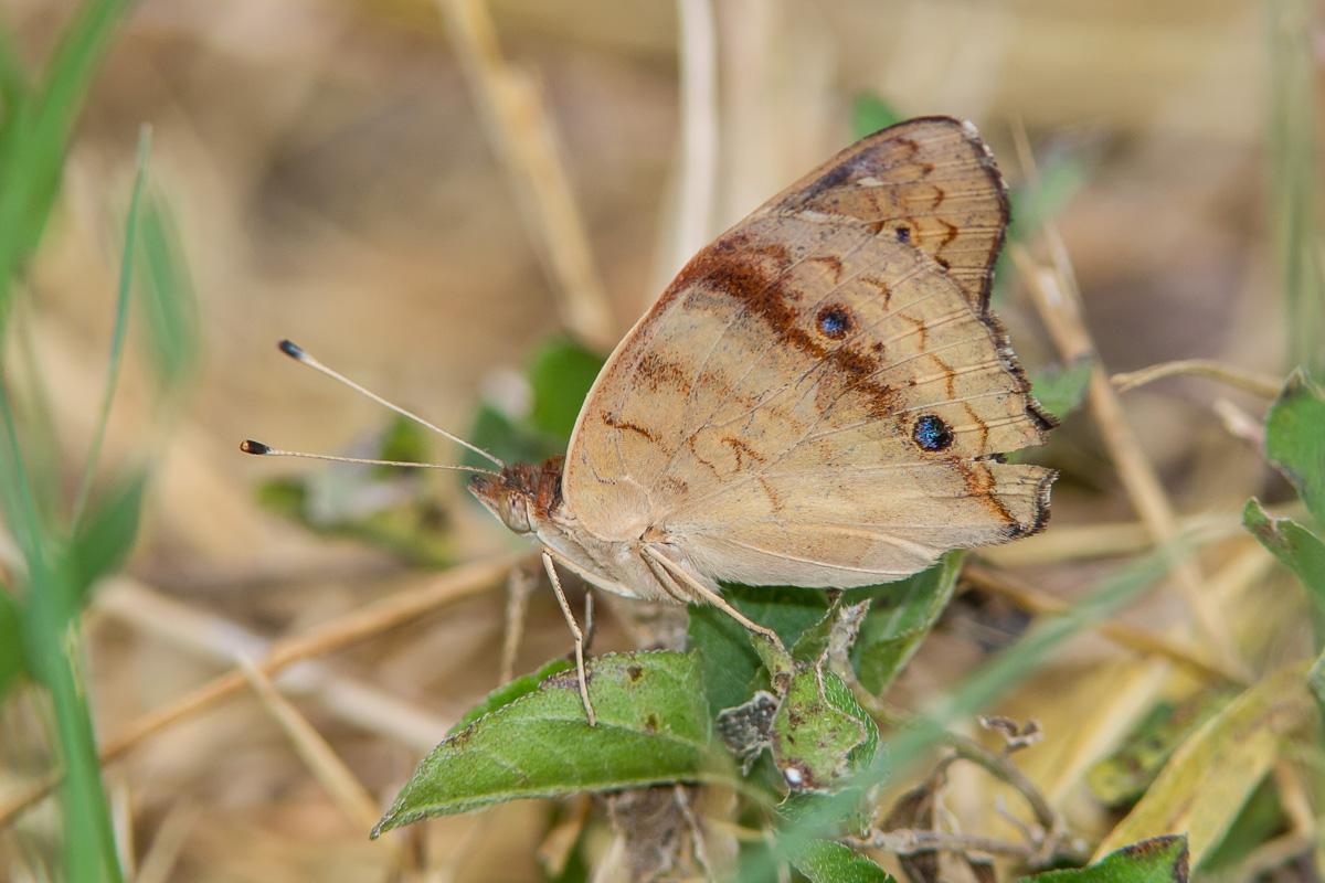Common Buckeye (Junonia coenia)