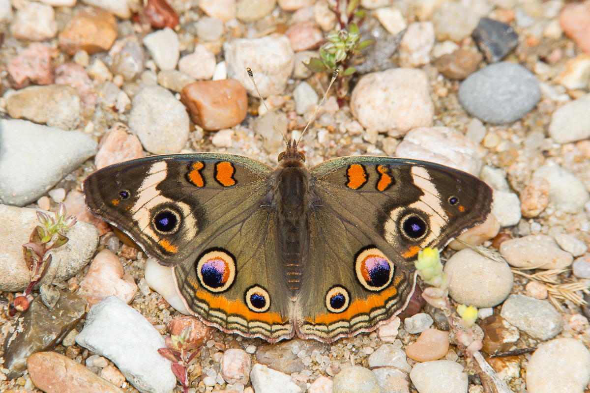 Common Buckeye (Junonia coenia)