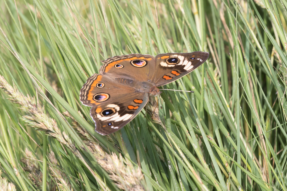 Common Buckeye (Junonia coenia)
