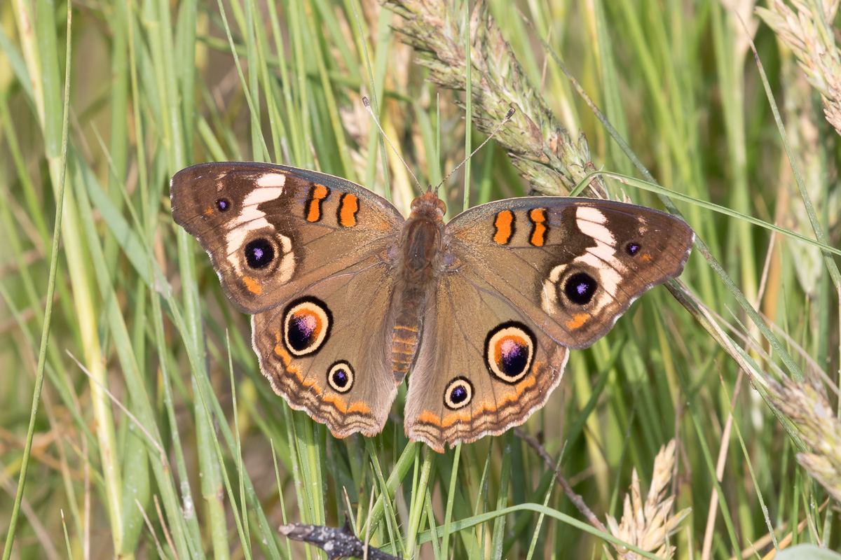 Common Buckeye (Junonia coenia)