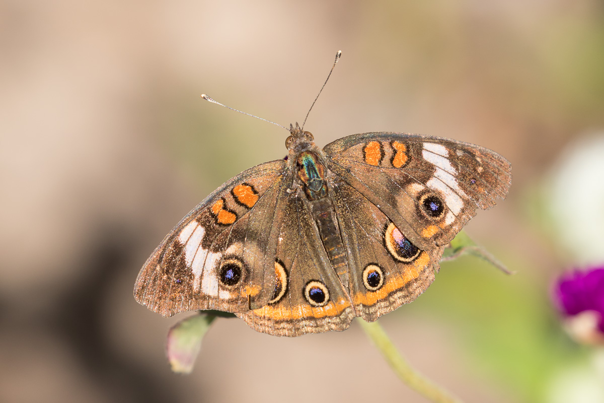 Common Buckeye (Junonia coenia)