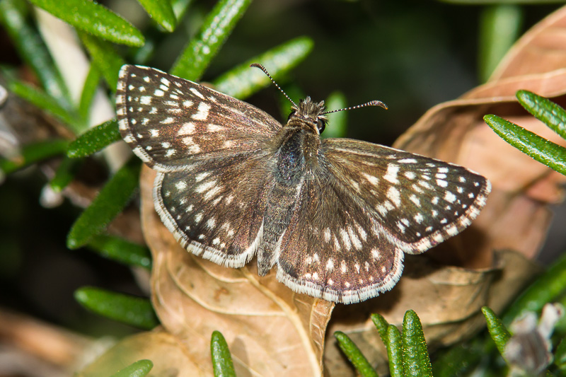 Common Checkered-Skipper (Pyrgus communis) & White-checkered Skipper ...