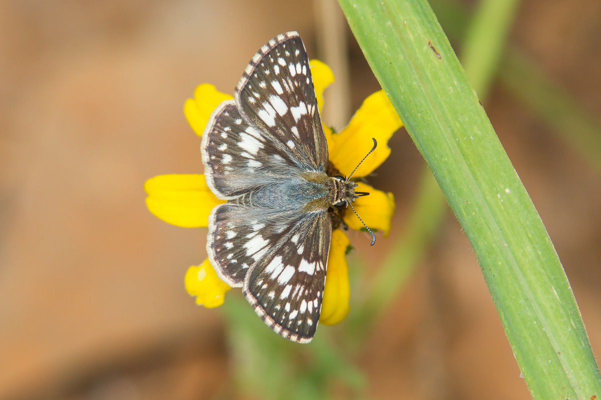 Common Checkered-Skipper (Pyrgus communis) & White-checkered Skipper ...