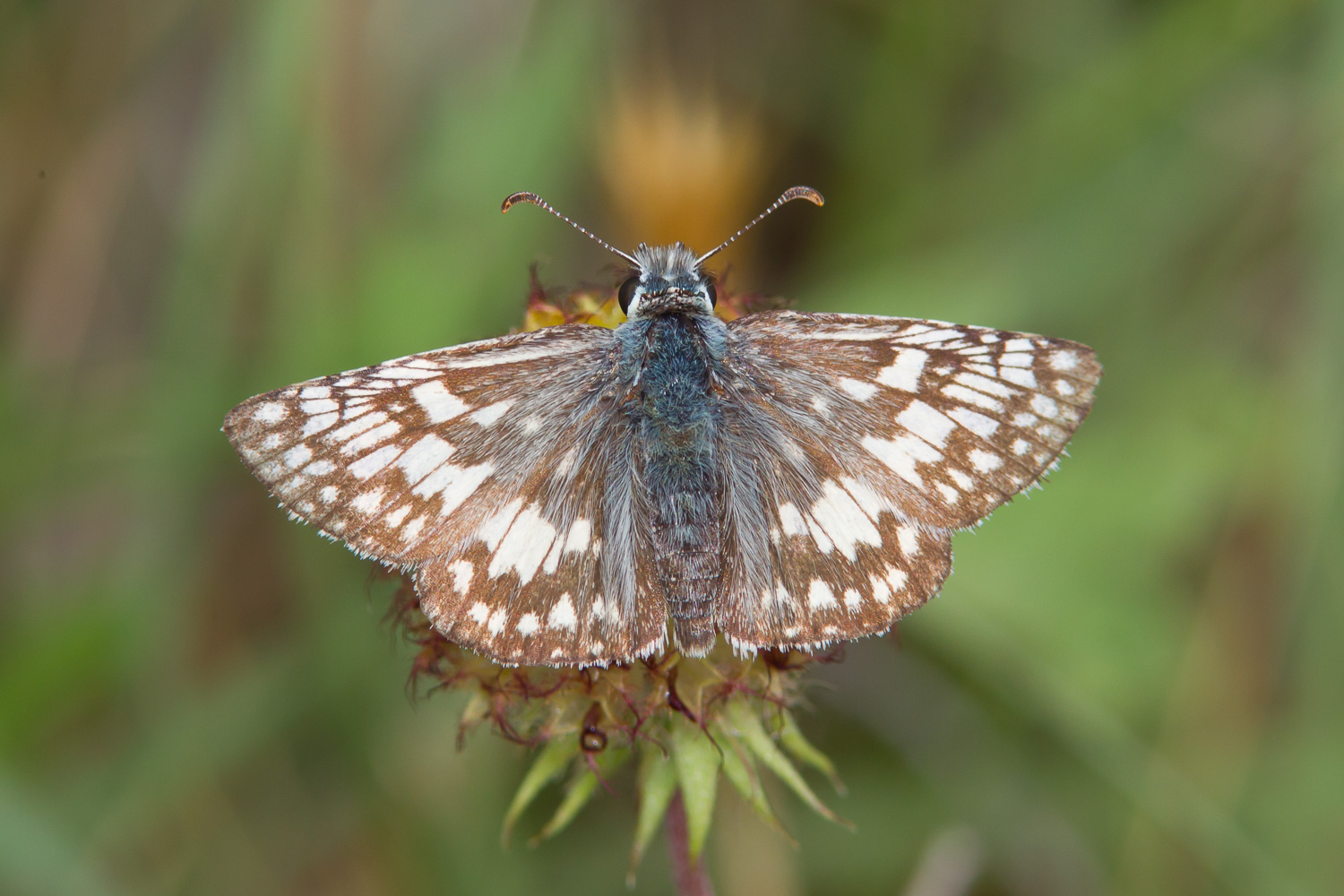 Common Checkered-Skipper (Pyrgus communis) & White-checkered Skipper ...