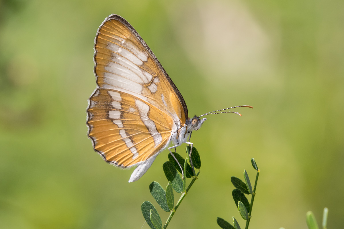 Common Mestra (Mestra amymone)