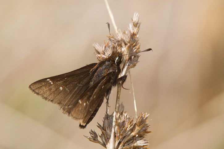 Dusted Skipper (Atrytonopsis hianna)