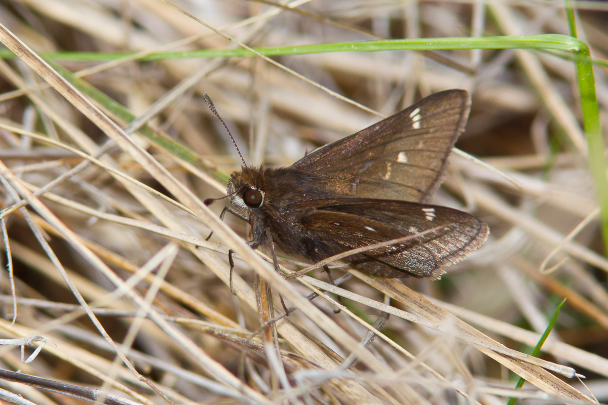 Dusted Skipper (Atrytonopsis hianna)