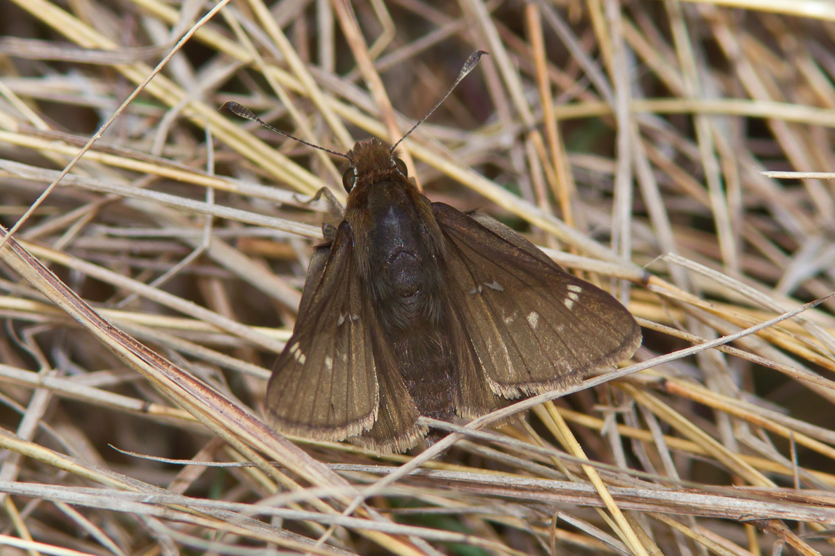 Dusted Skipper (Atrytonopsis hianna)