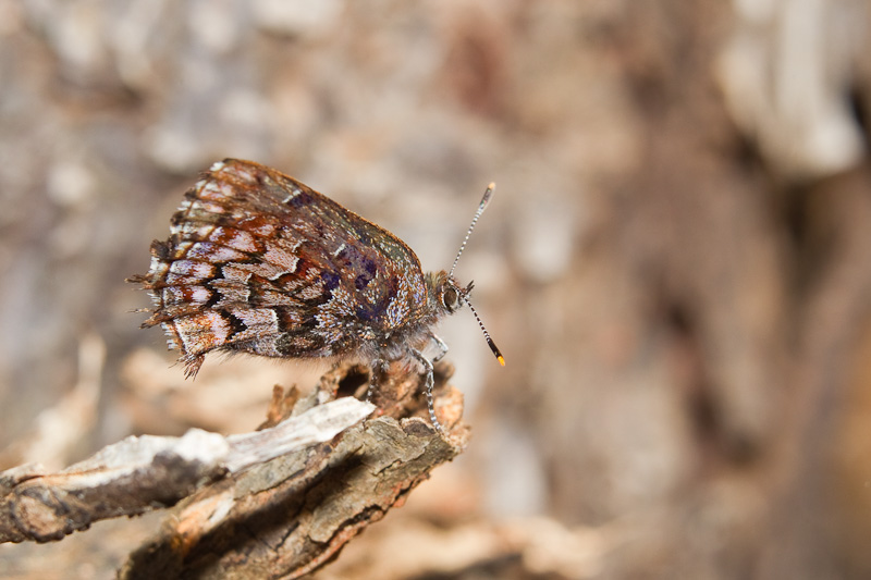 Eastern Pine Elfin (Callophrys niphon)