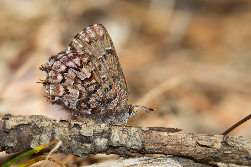 Eastern Pine Elfin (Callophrys niphon)