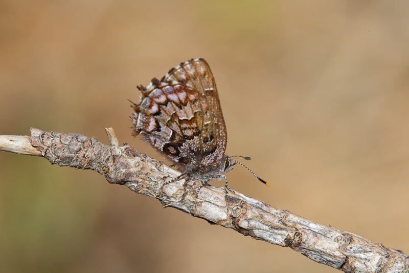 Eastern Pine Elfin (Callophrys niphon)