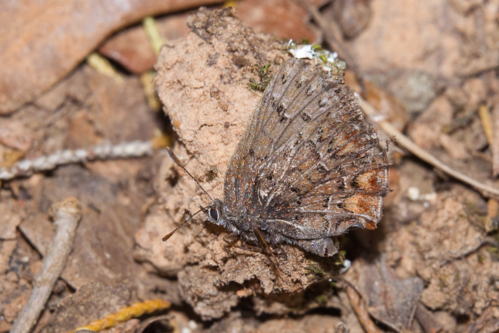 Eastern Pine Elfin (Callophrys niphon)