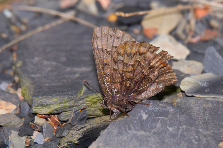 Eastern Pine Elfin (Callophrys niphon)